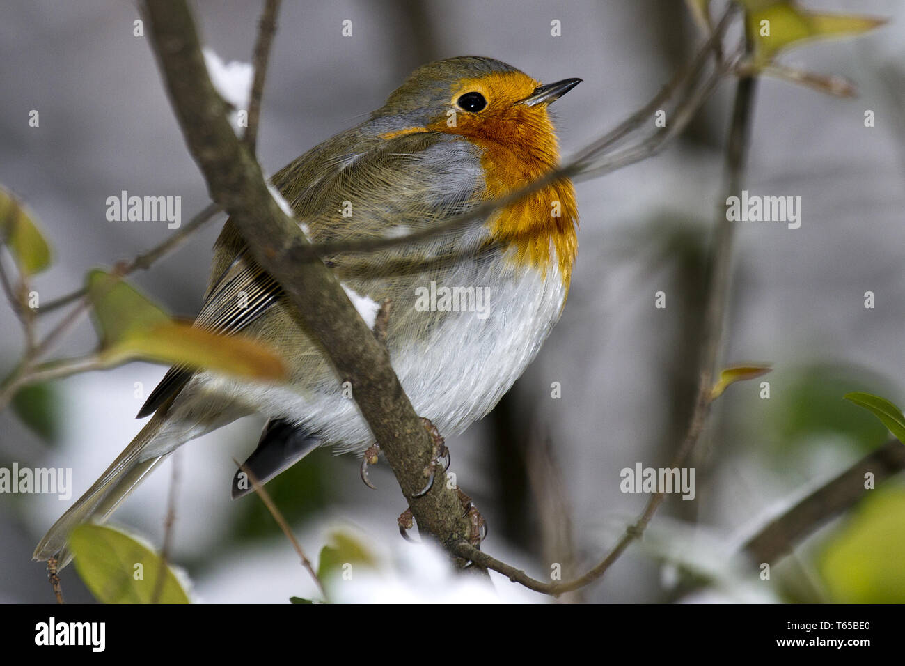 European robin flying Banque de photographies et d’images à haute ...