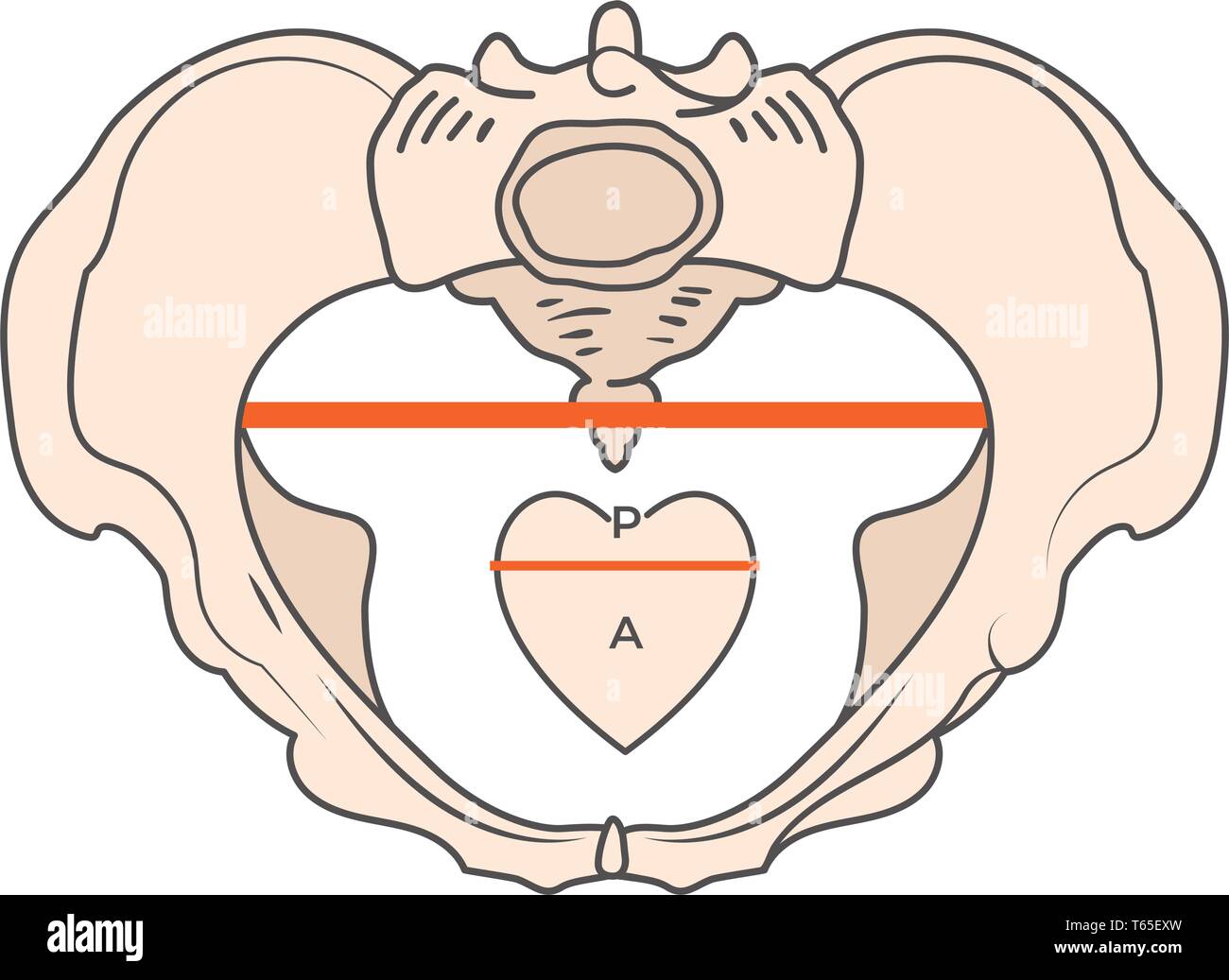 Anatomy female abdomen pelvis Banque de photographies et d’images à ...