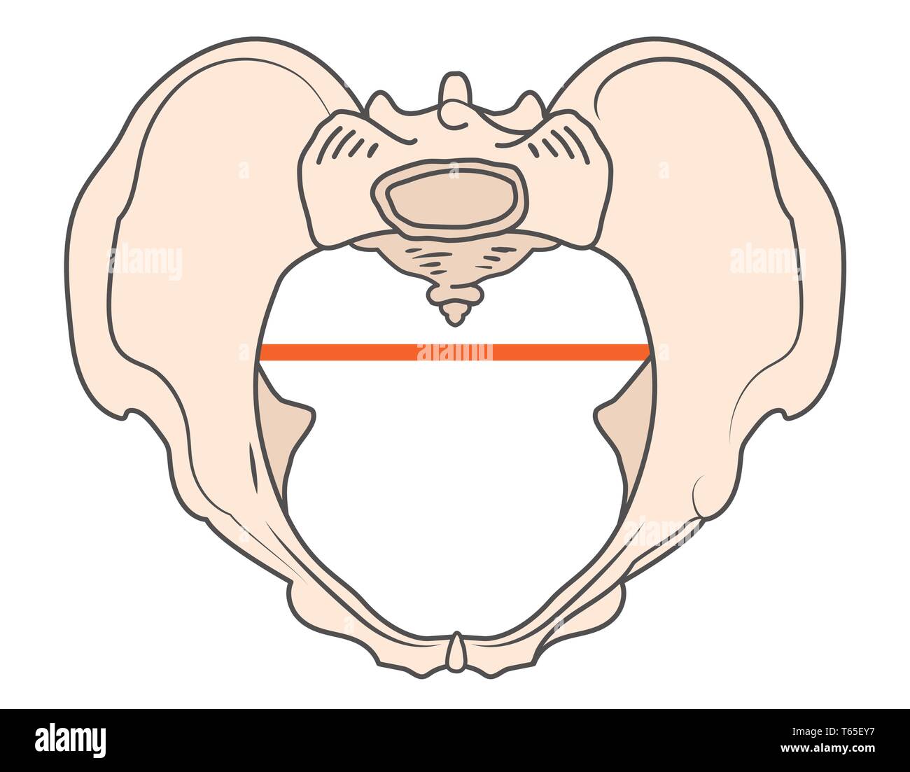 Anatomy female abdomen pelvis Banque d'images vectorielles - Alamy