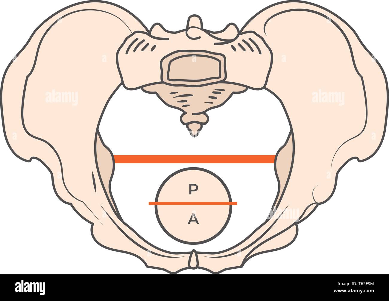 Anatomy female abdomen pelvis Banque de photographies et d’images à ...