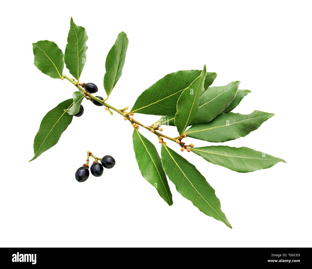 Fruit fruits arbuste Banque de photographies et d’images à haute ...