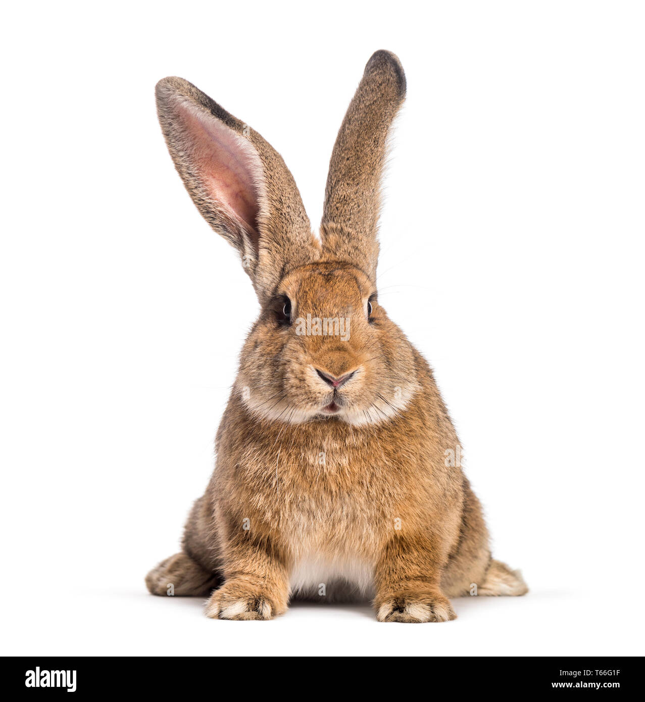 Lapin géant flamand Banque de photographies et d’images à haute résolution - Alamy