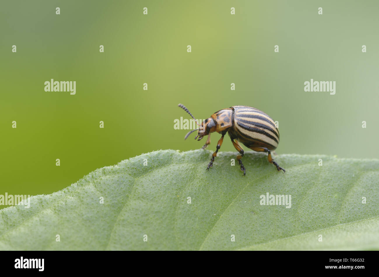 Doryphore polyclète Banque de photographies et d’images à haute ...