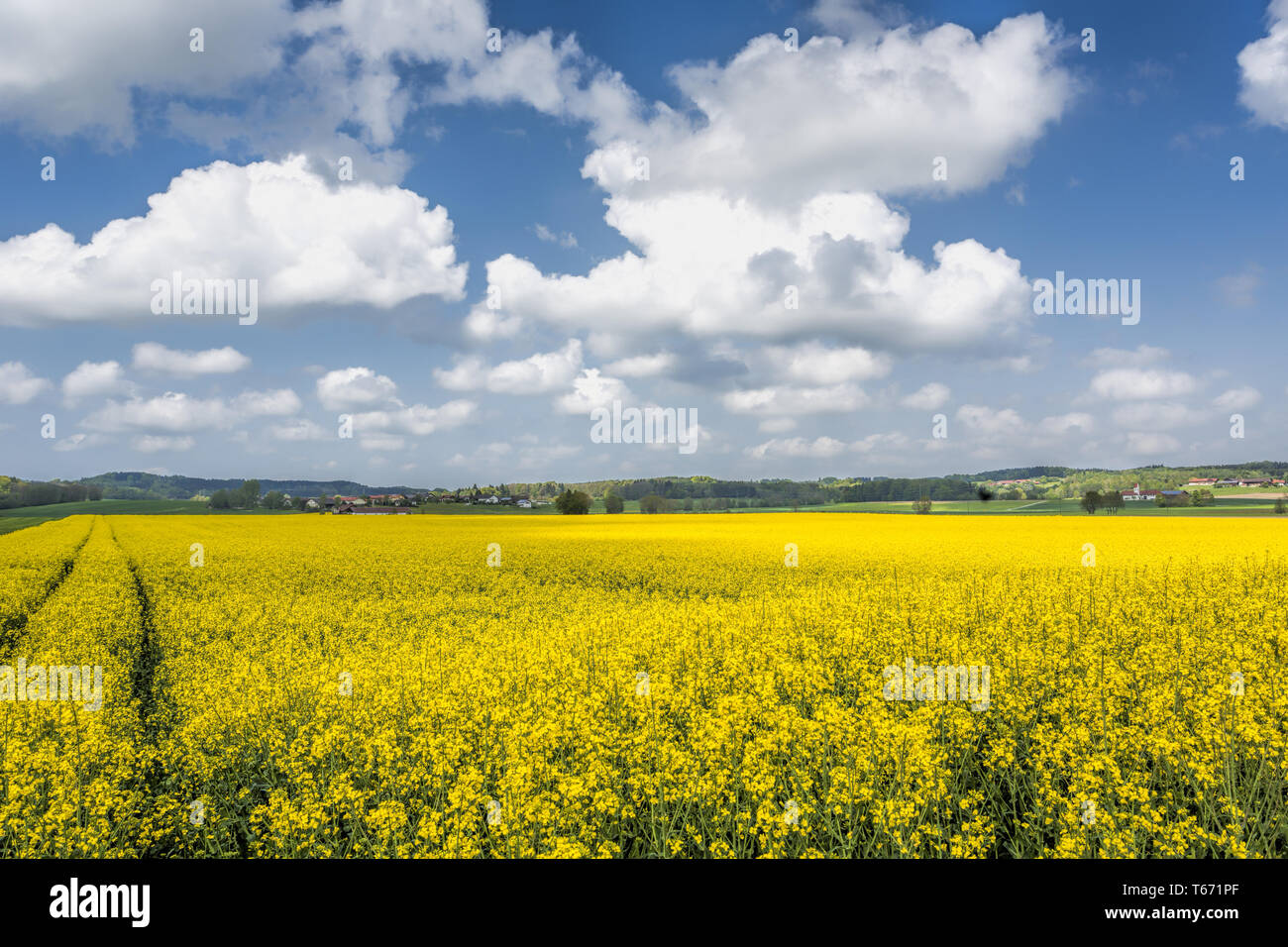 Colza Oil Banque d'image et photos - Alamy