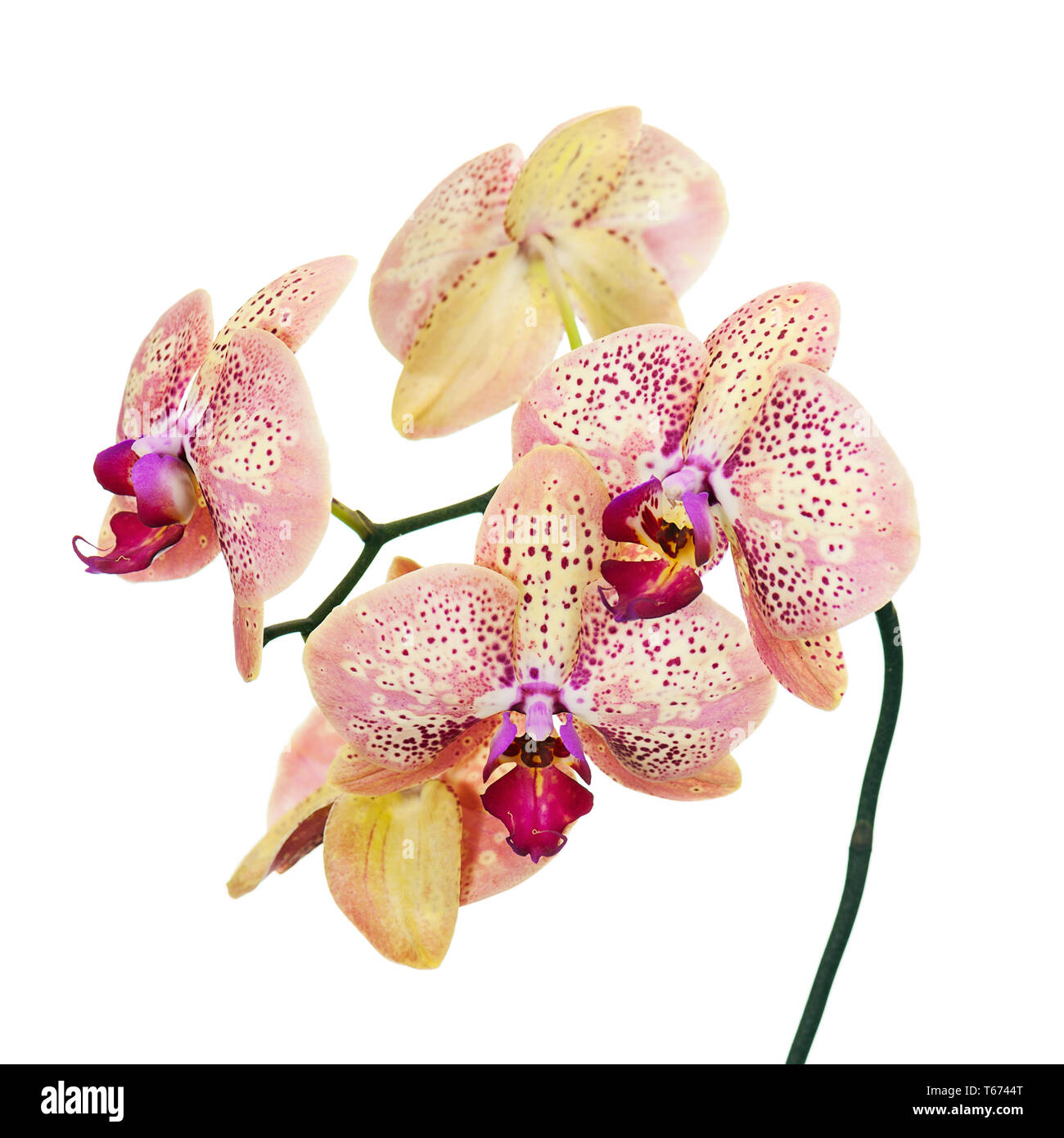 Orchidée tigre Banque de photographies et d’images à haute résolution ...