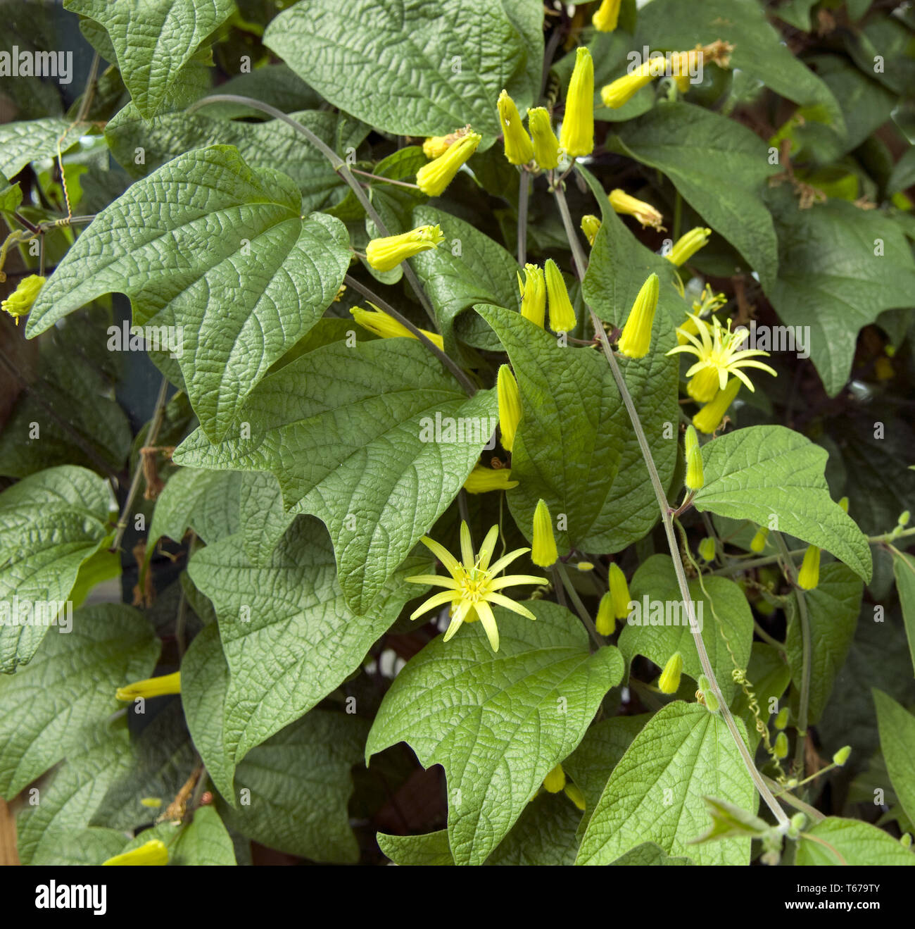 La passiflore jaune / passion flower [Passiflora lutea] Photo Stock - Alamy
