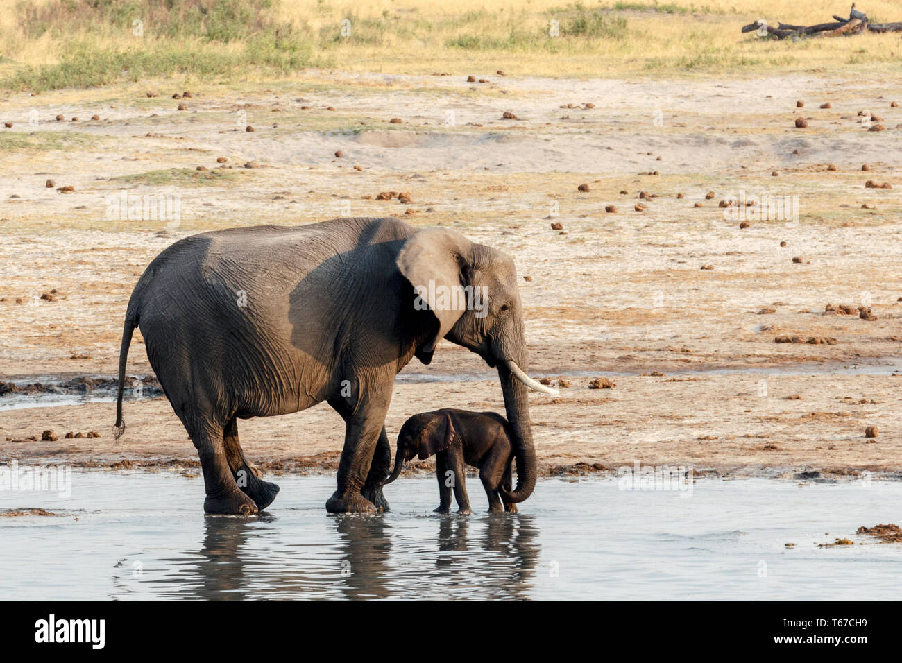 Baby elephant water Banque de photographies et d’images à haute ...