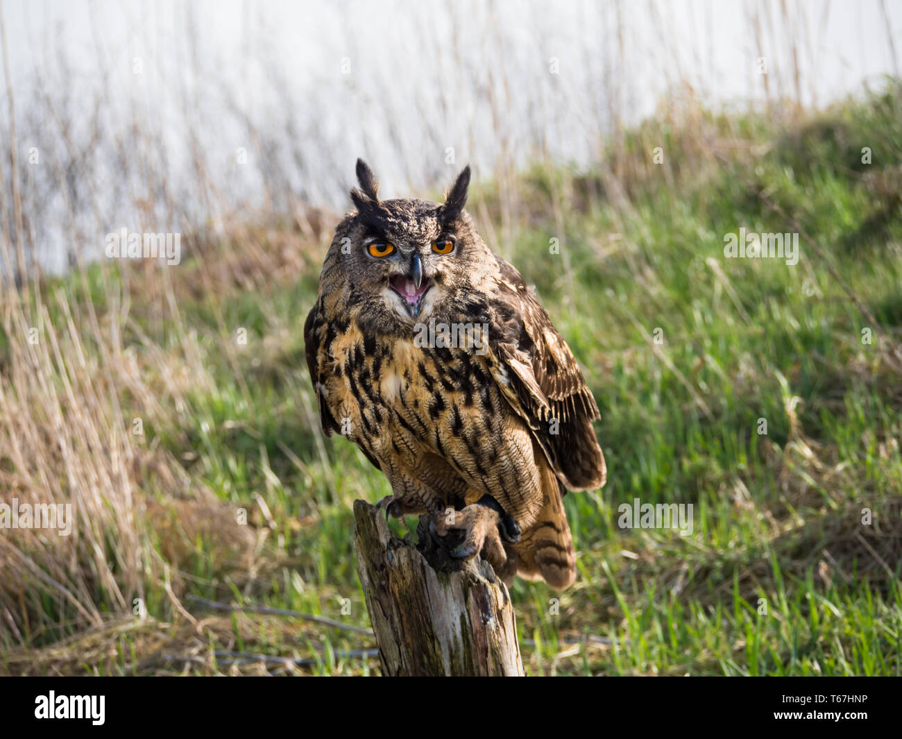 Grand Hibou perché sur un tronc d'arbre Photo Stock - Alamy