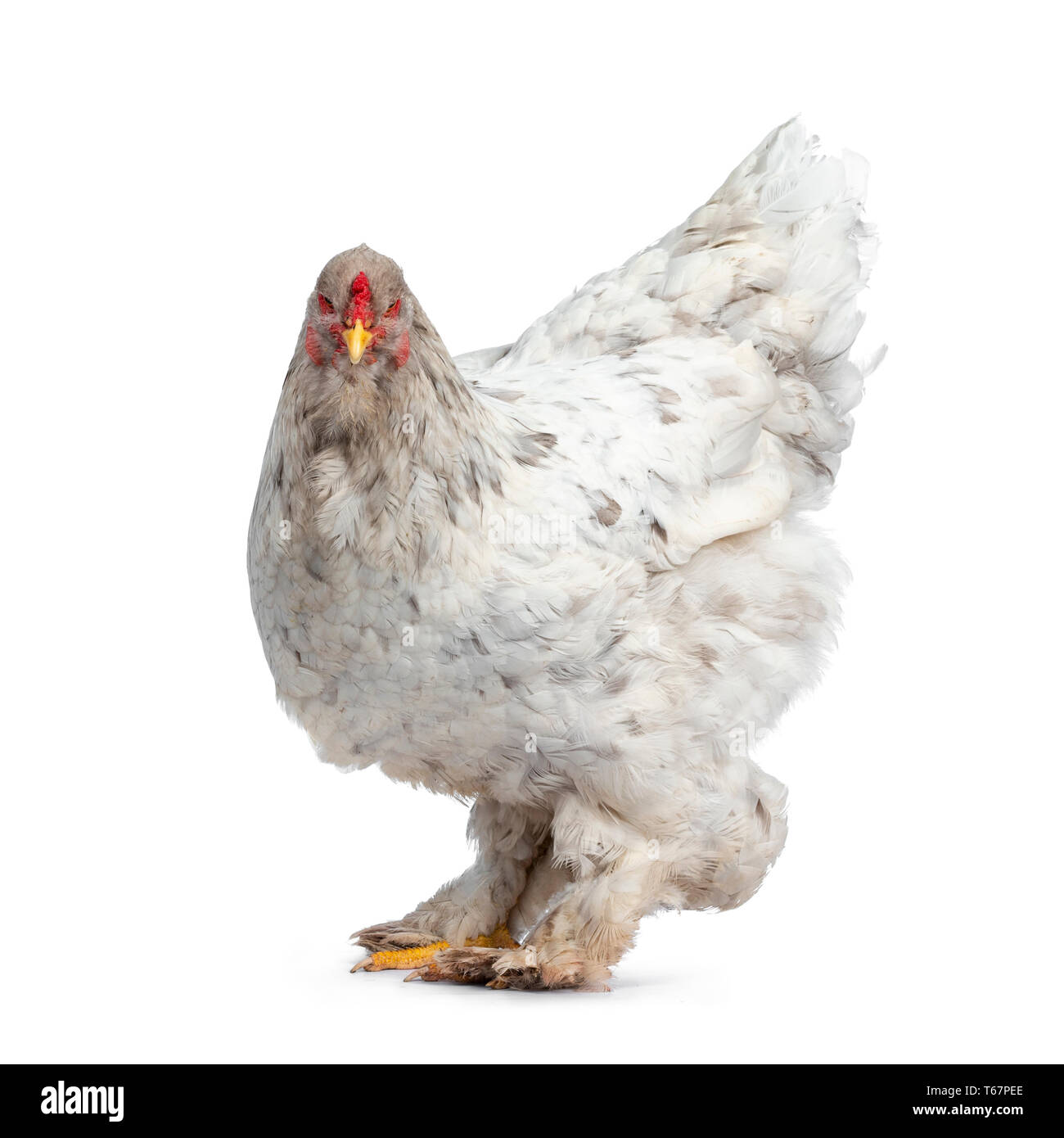 Couleur Splash poule Brahma, du côté. Isolé sur fond blanc. Tournant la ...