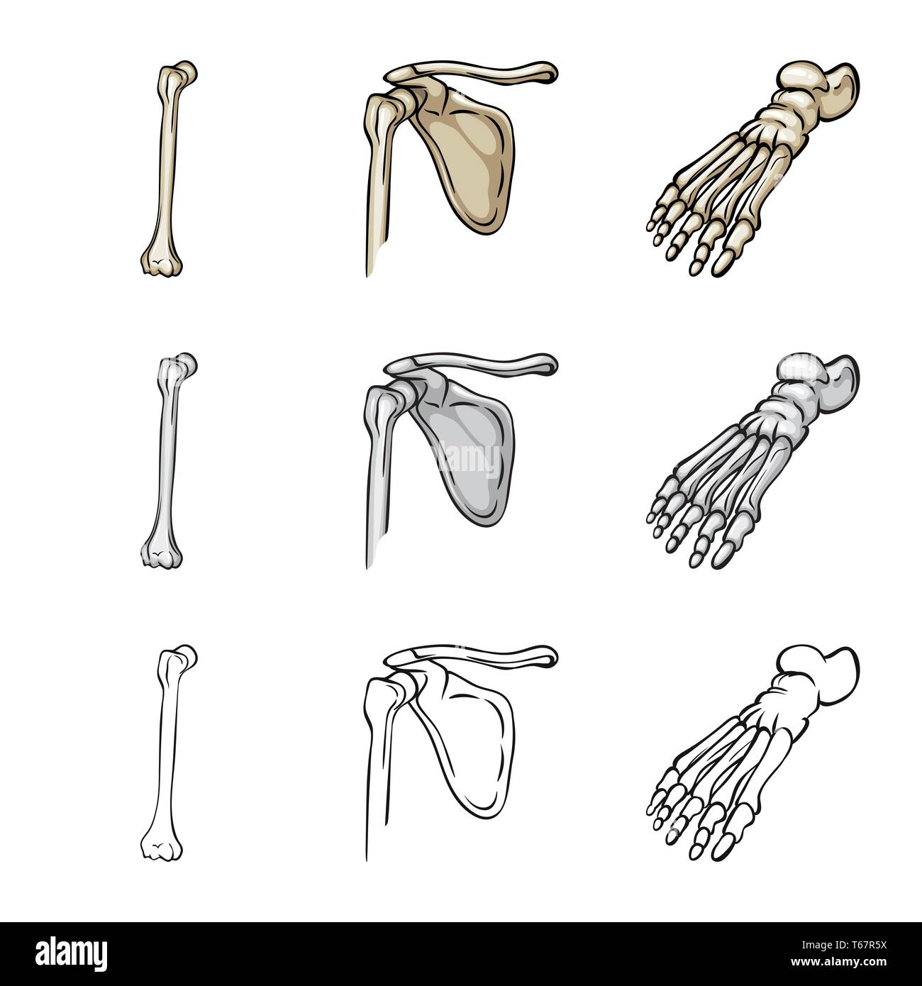 Fémur,pied,casse,bassin,cheville,péroné,sain,hanche,shin,,pelvienne ...