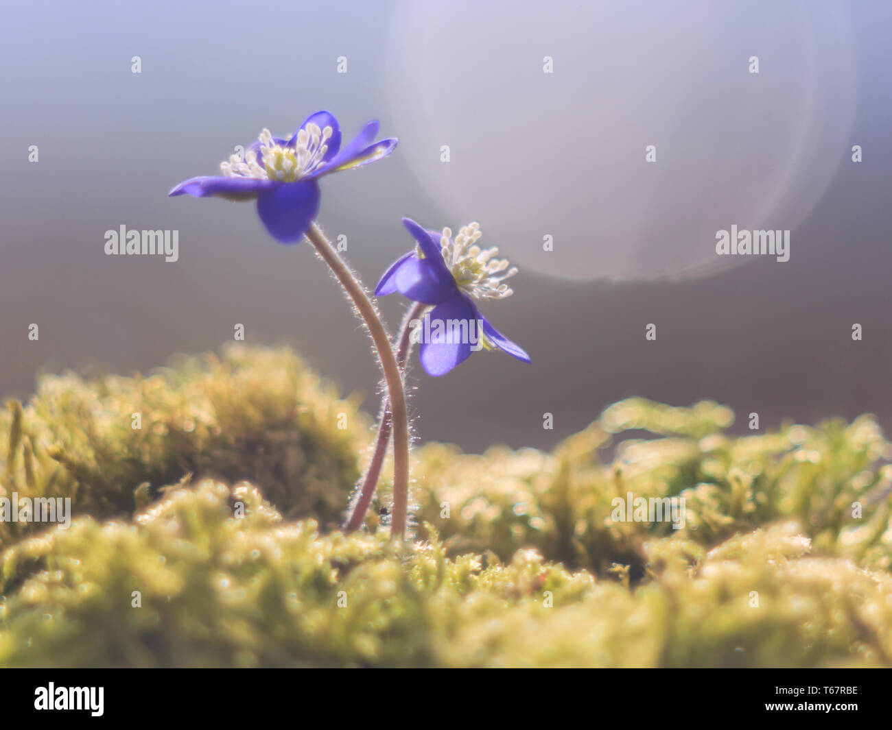 Anemone hepatica Banque de photographies et d’images à haute résolution ...