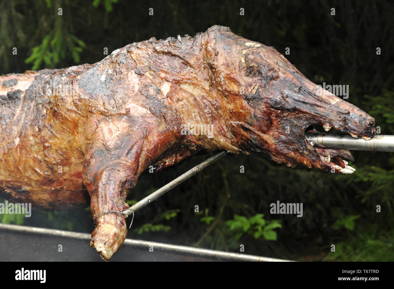Viande de sanglier Banque de photographies et d’images à haute ...