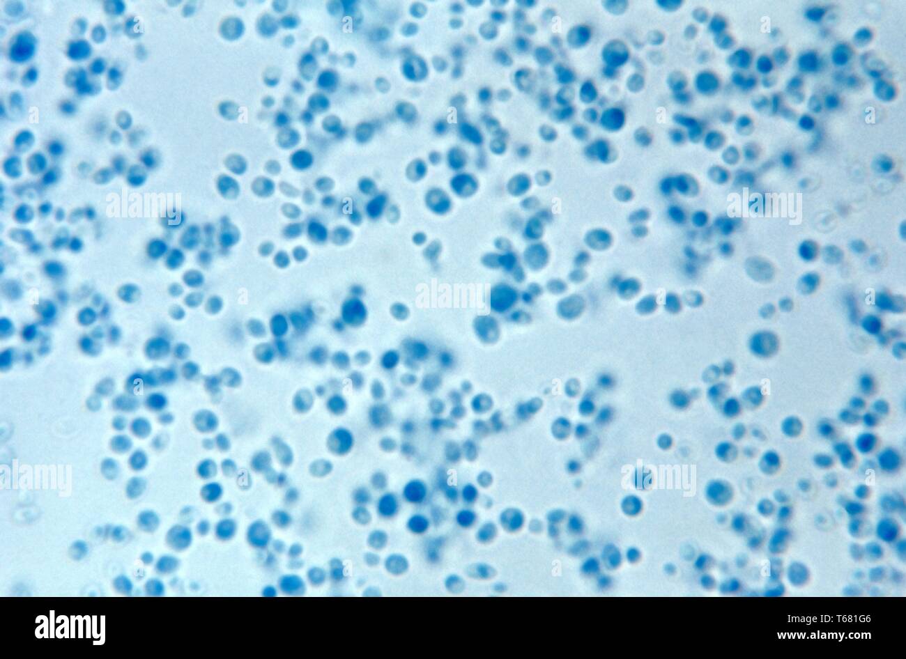 Yeast species Banque de photographies et d’images à haute résolution ...