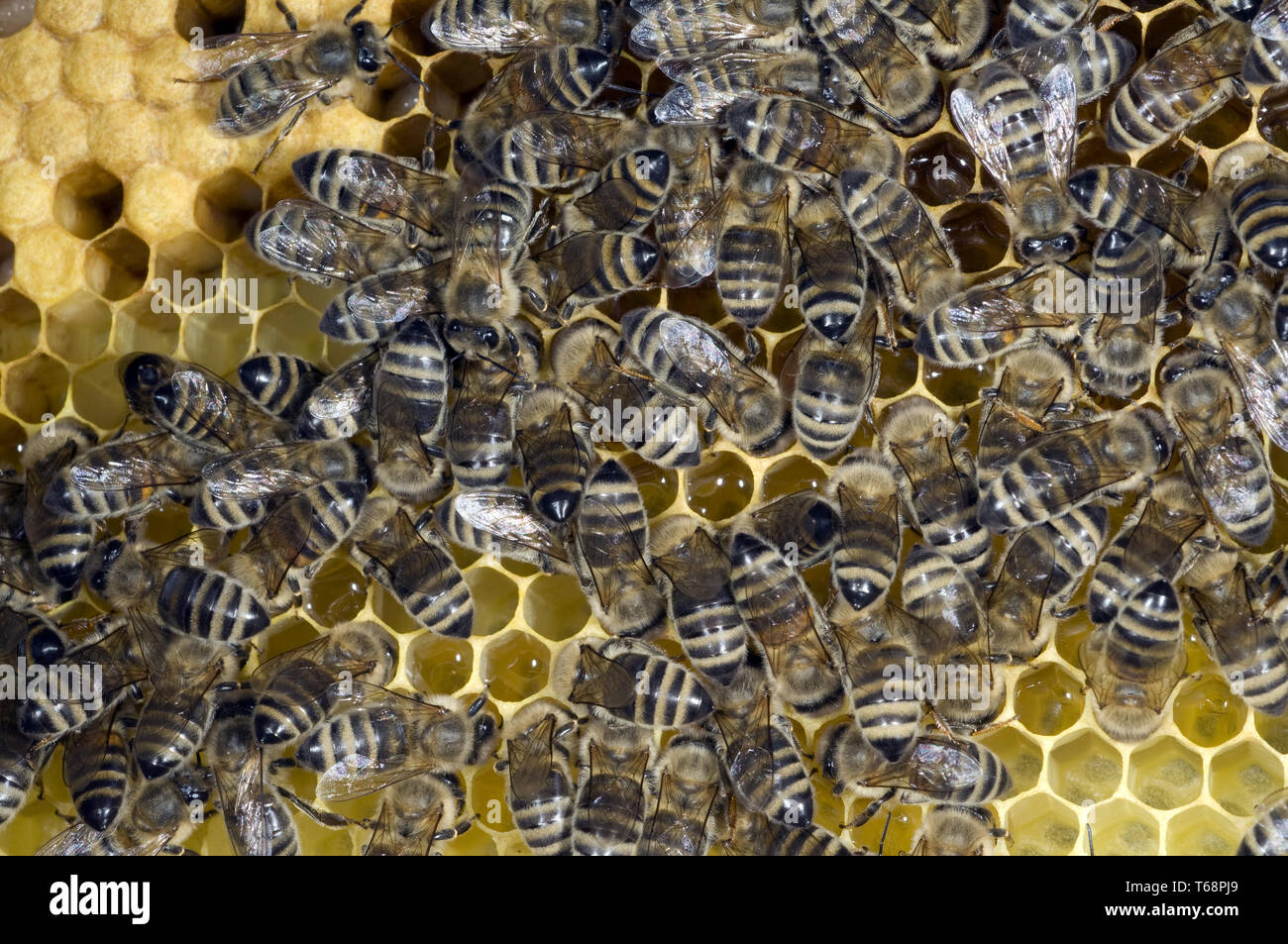 Les abeilles (Apis mellifica) à la ruche Photo Stock - Alamy