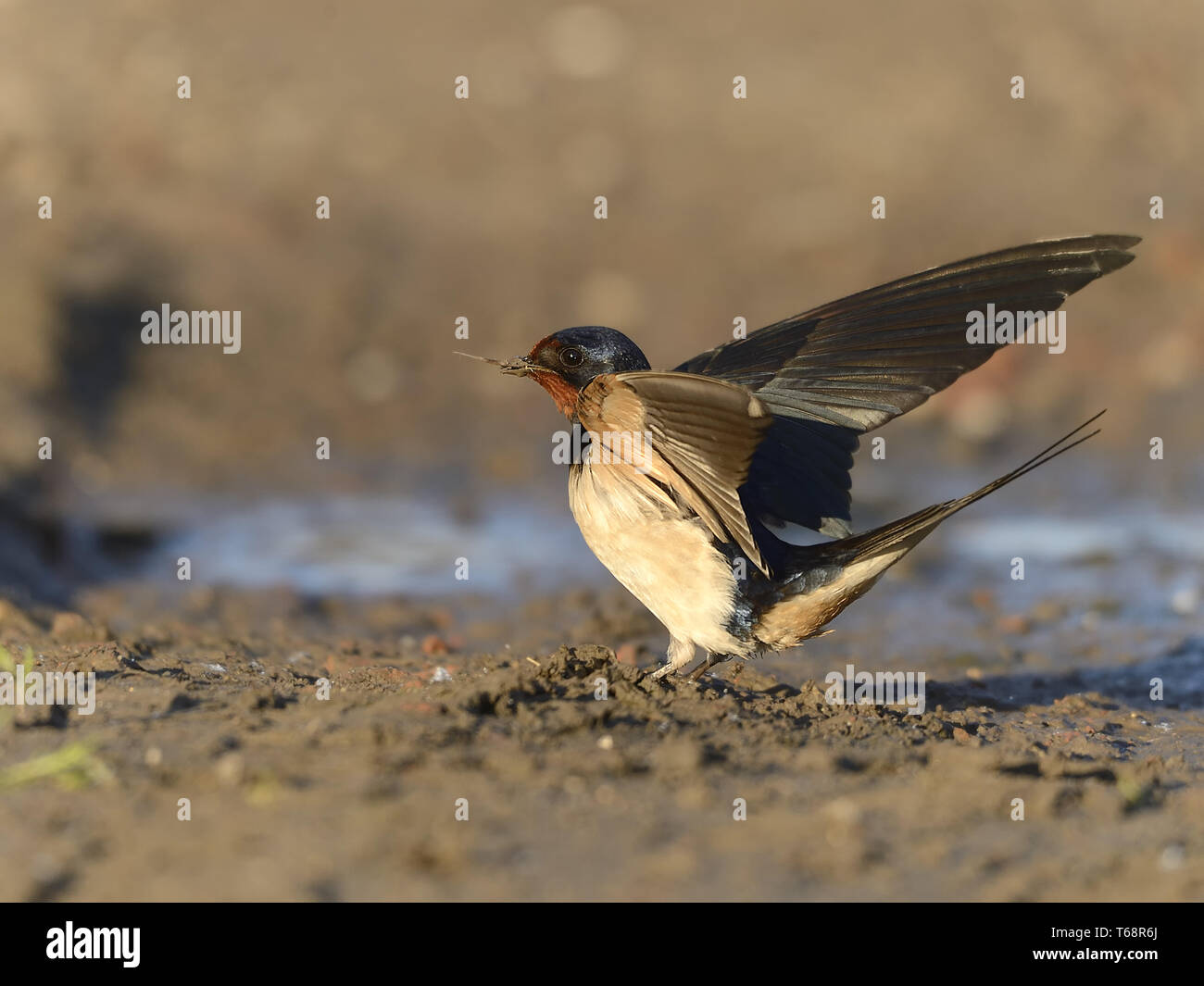 Hirudo rustica Banque de photographies et d’images à haute résolution ...