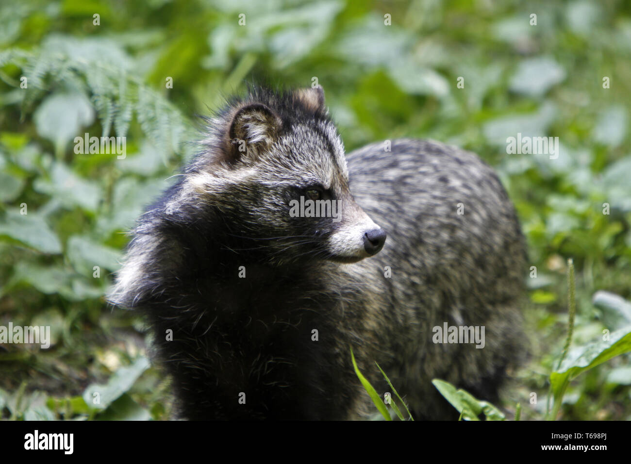 Chien viverrin nyctereutes procyonoides Banque de photographies et d ...