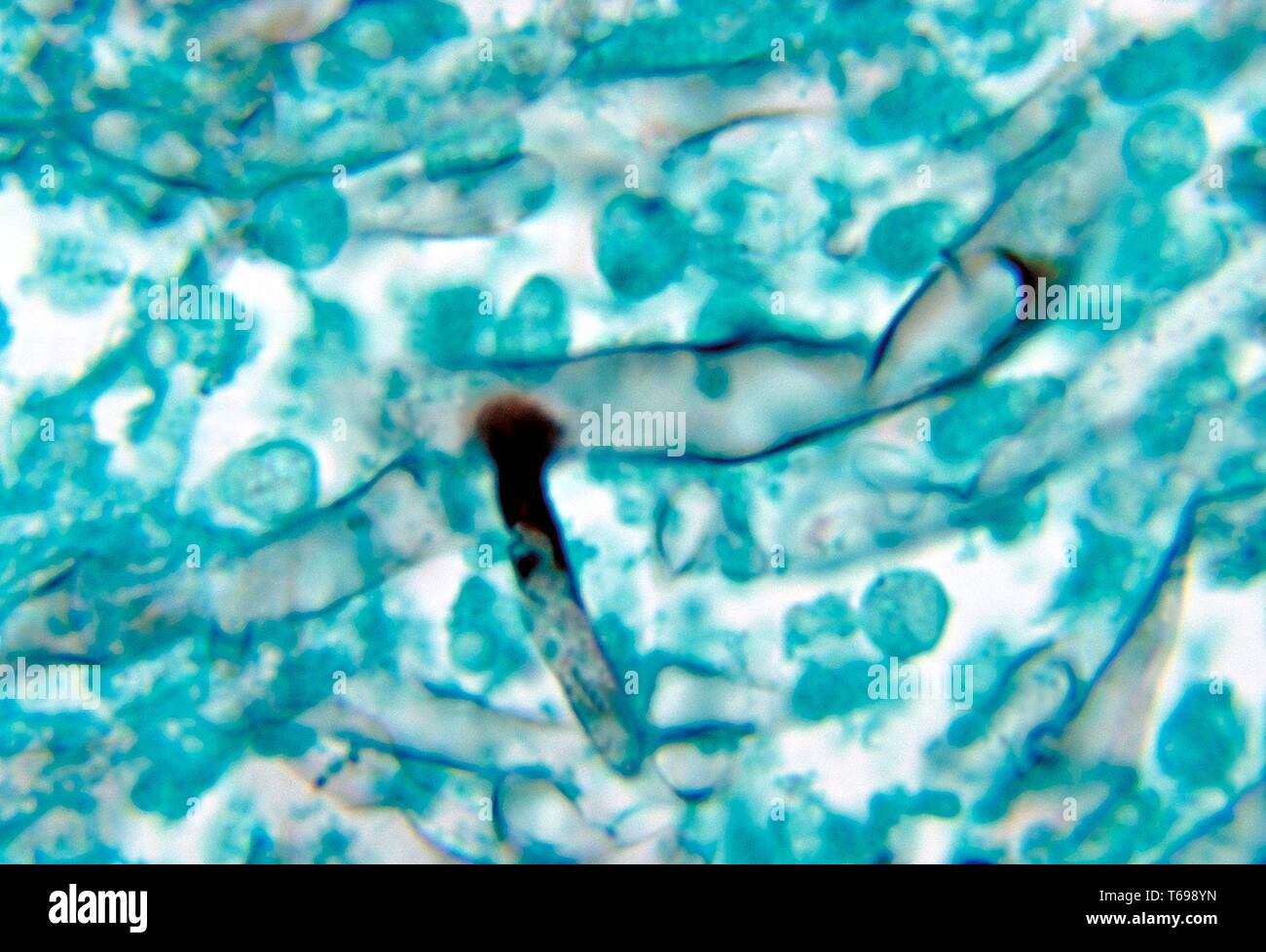 Mucor pusillus Banque de photographies et d’images à haute résolution ...