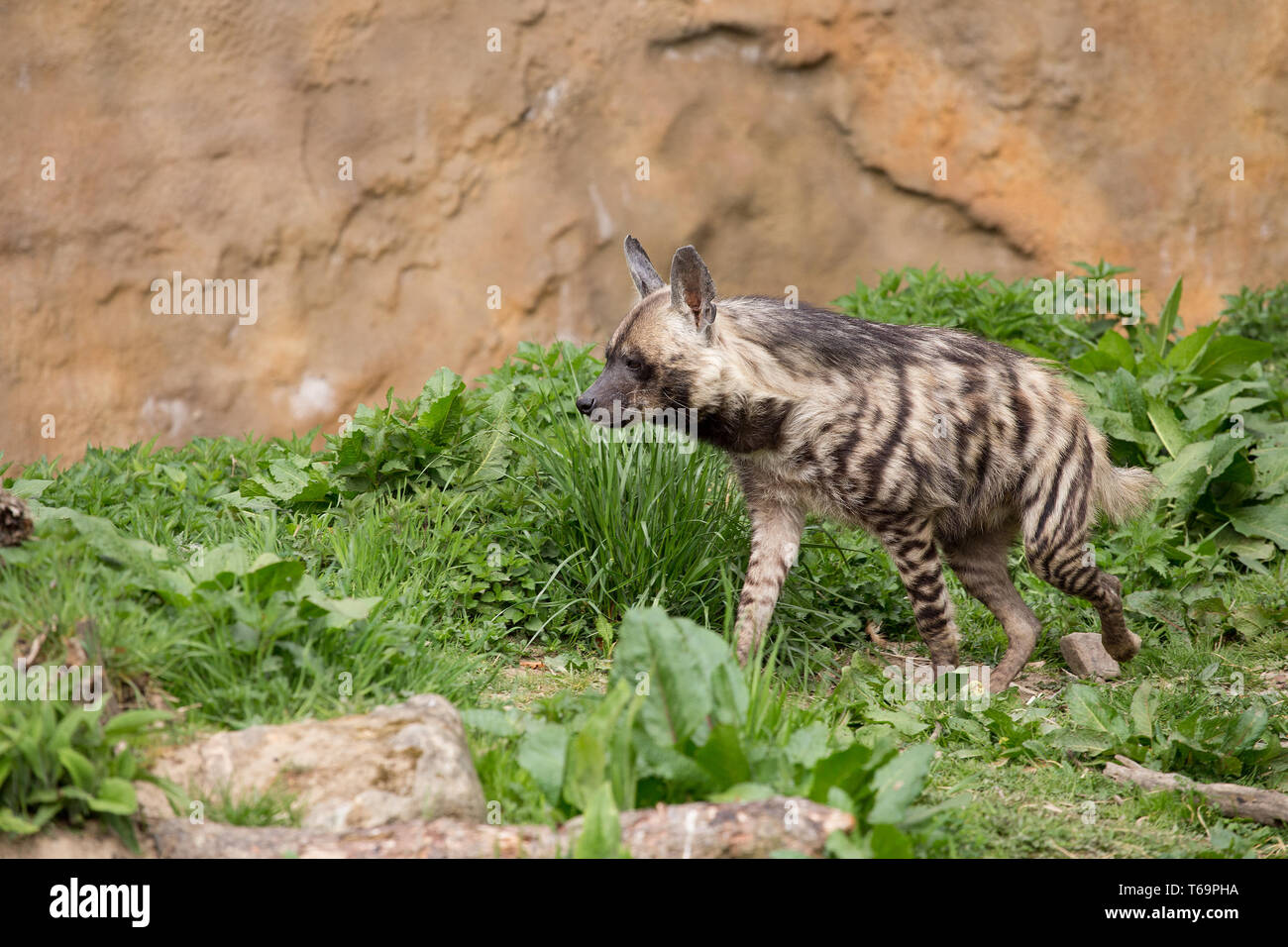 Hyaena Hyaena Inde Banque d'image et photos - Alamy