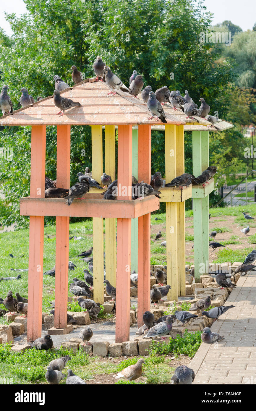 Pigeon assis Banque de photographies et d’images à haute résolution - Alamy