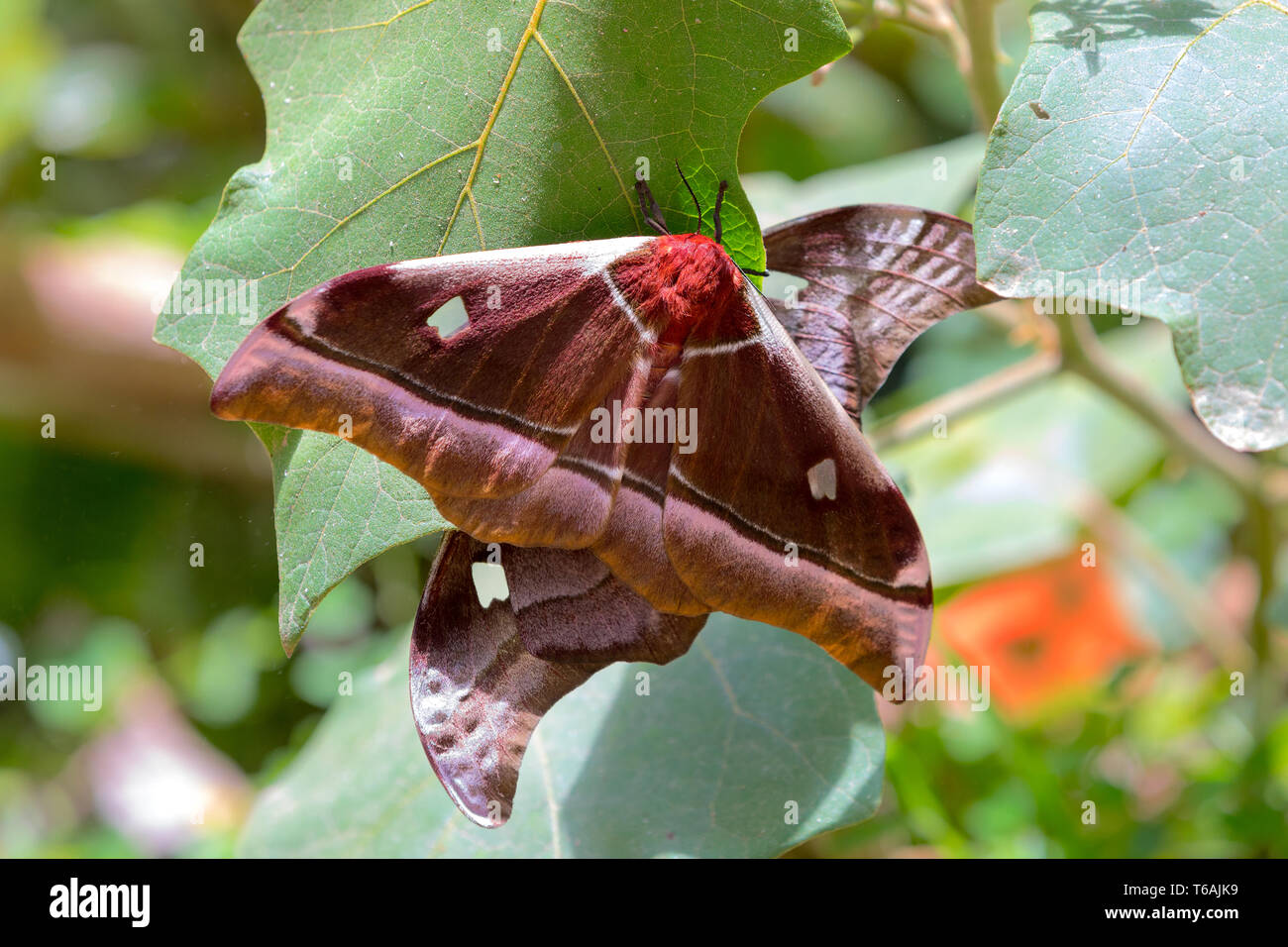 Grand Papillon Banque d'image et photos - Alamy