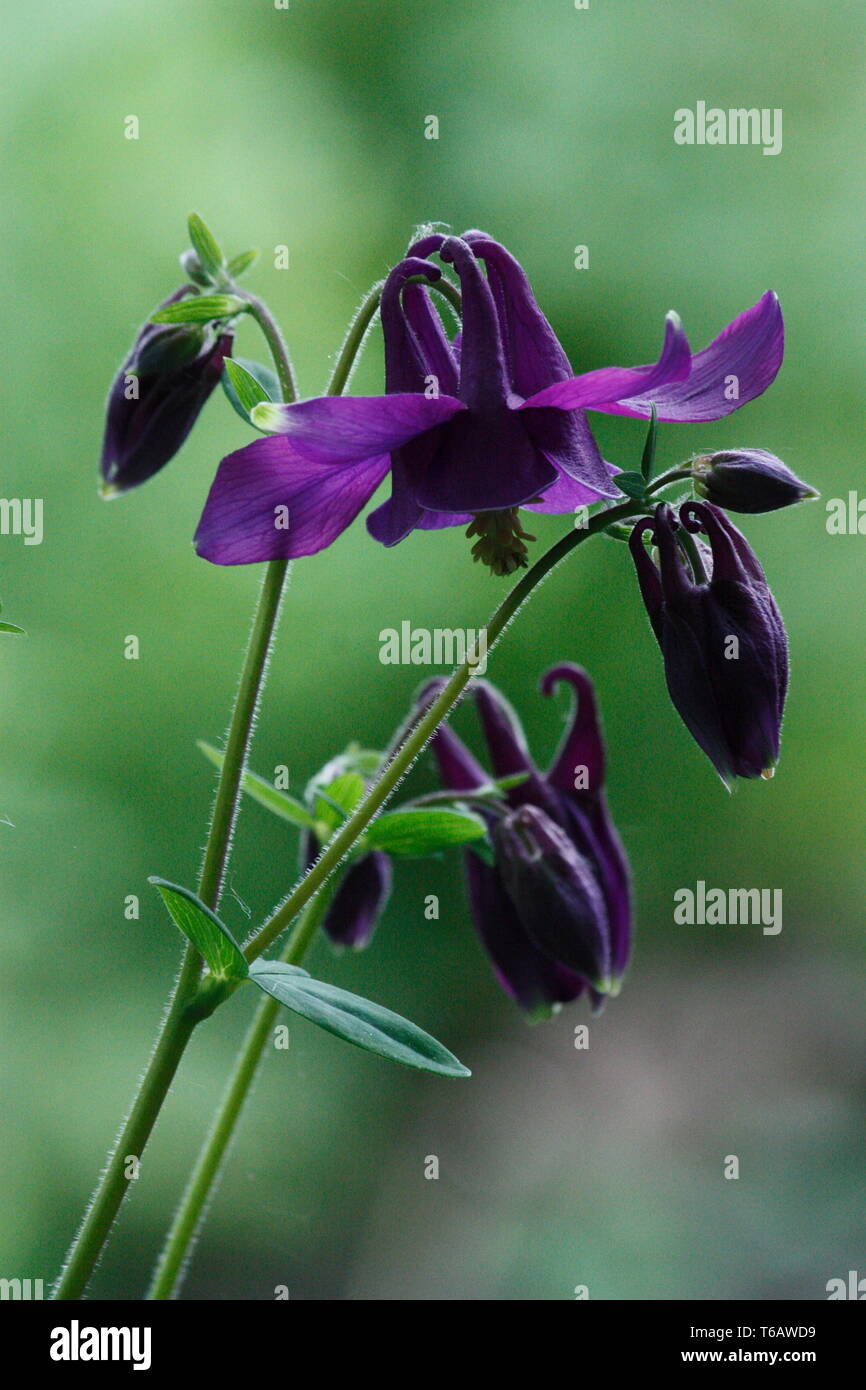 Violet columbine Banque de photographies et d’images à haute résolution ...