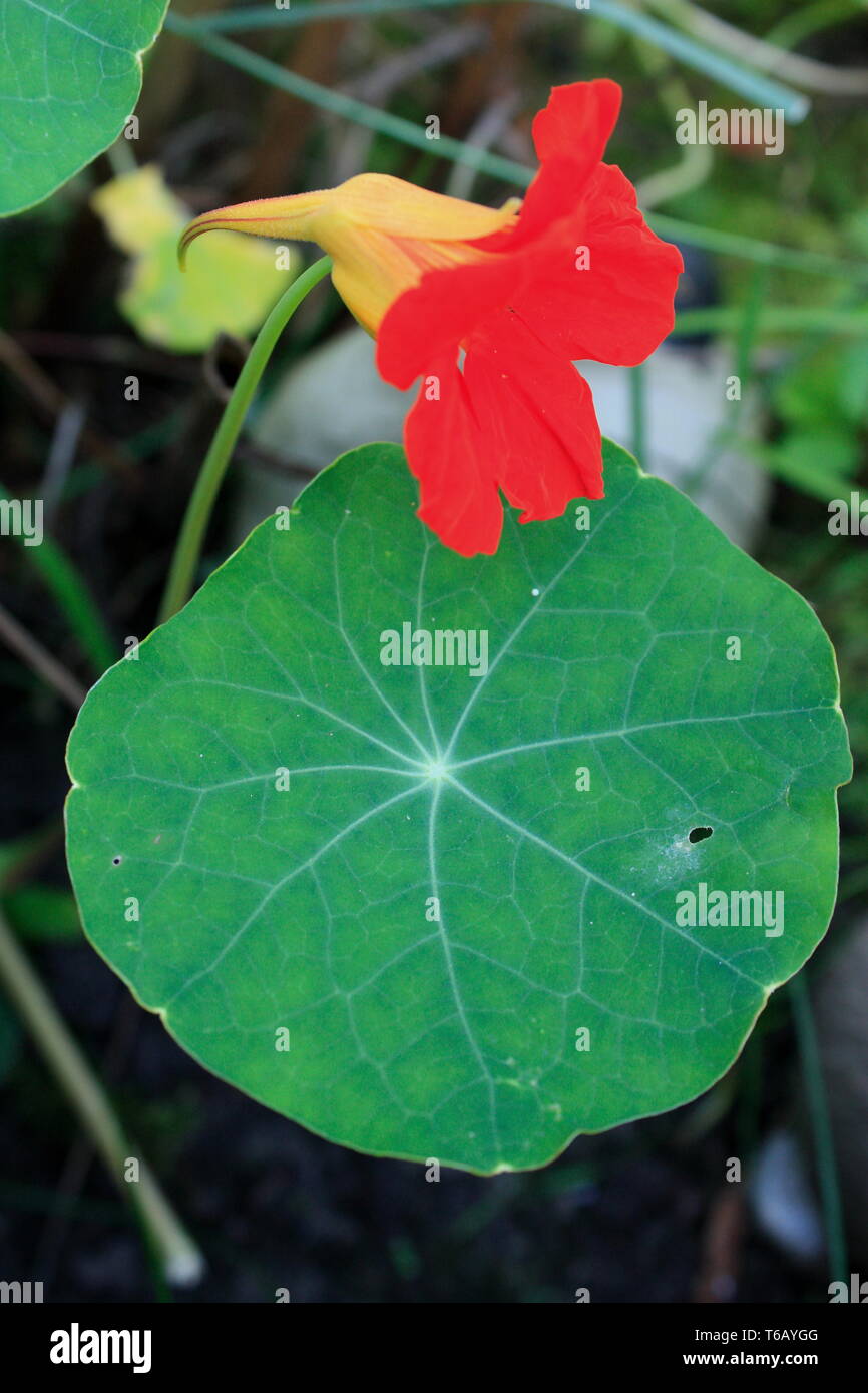 Capucine rouge Banque de photographies et d’images à haute résolution ...