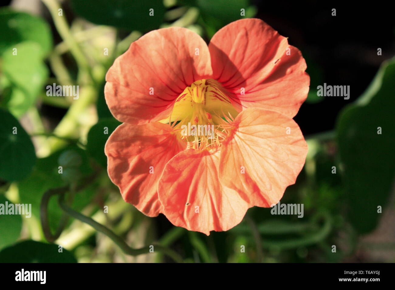 Capucine rouge Banque de photographies et d’images à haute résolution ...