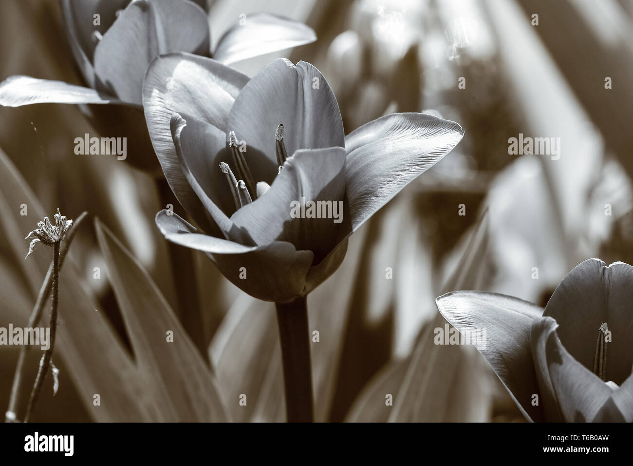 Printemps noir et blanc Banque de photographies et d’images à haute ...