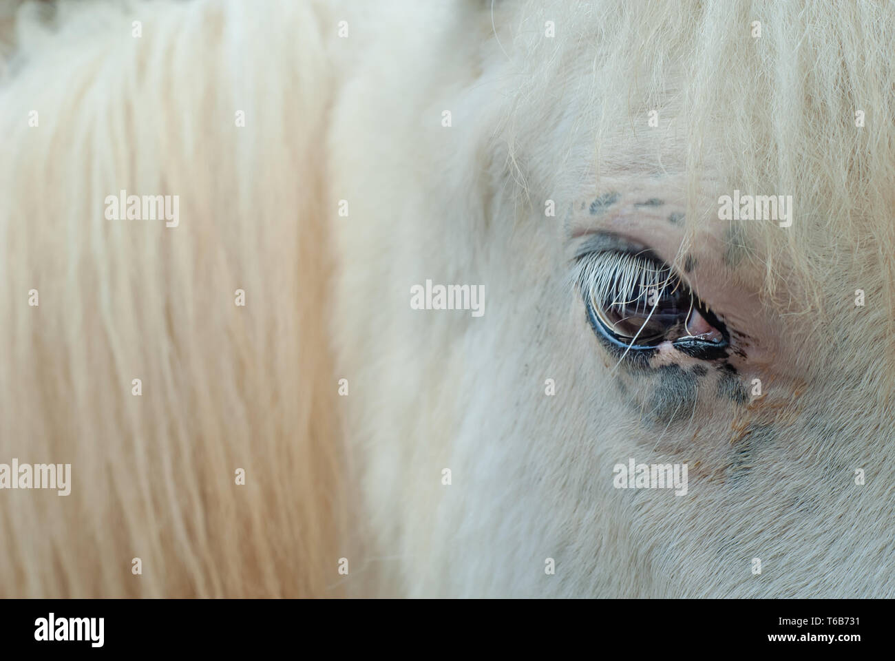 Un Oeil De Cheval Banque d'image et photos - Alamy