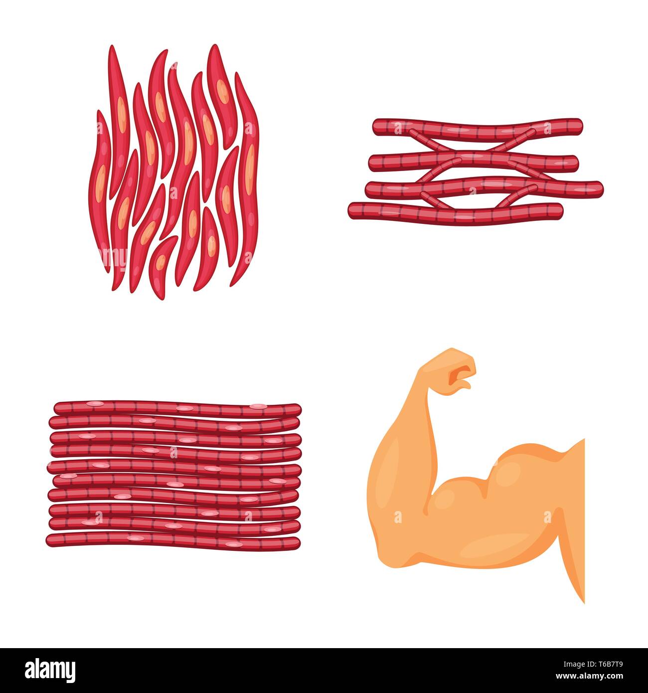 Vector Illustration De Cellules Musculaires Et Signe Ensemble De Lanatomie Musculaire Et L