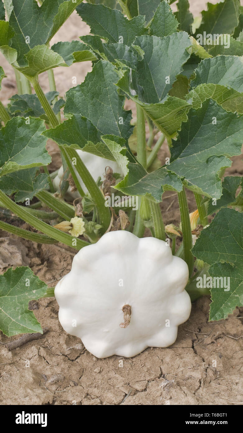 Courge blanche Banque de photographies et d’images à haute résolution ...
