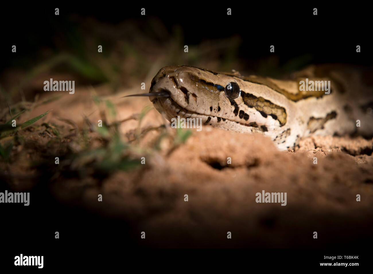 Python africain sud africain Banque de photographies et d’images à ...