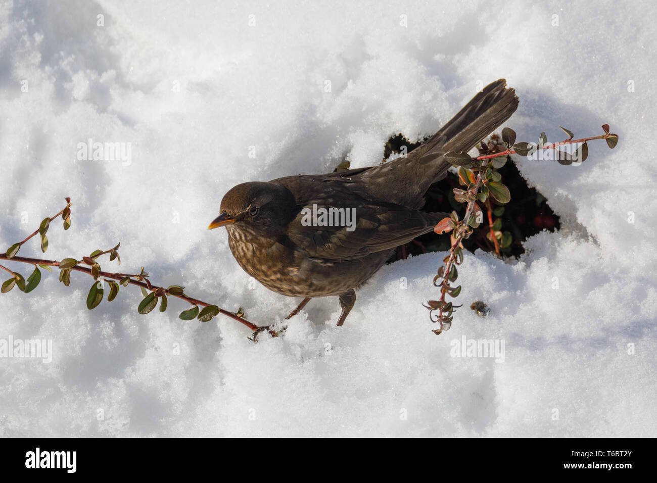 Chant oiseau merle femelle Banque de photographies et d’images à haute résolution - Alamy
