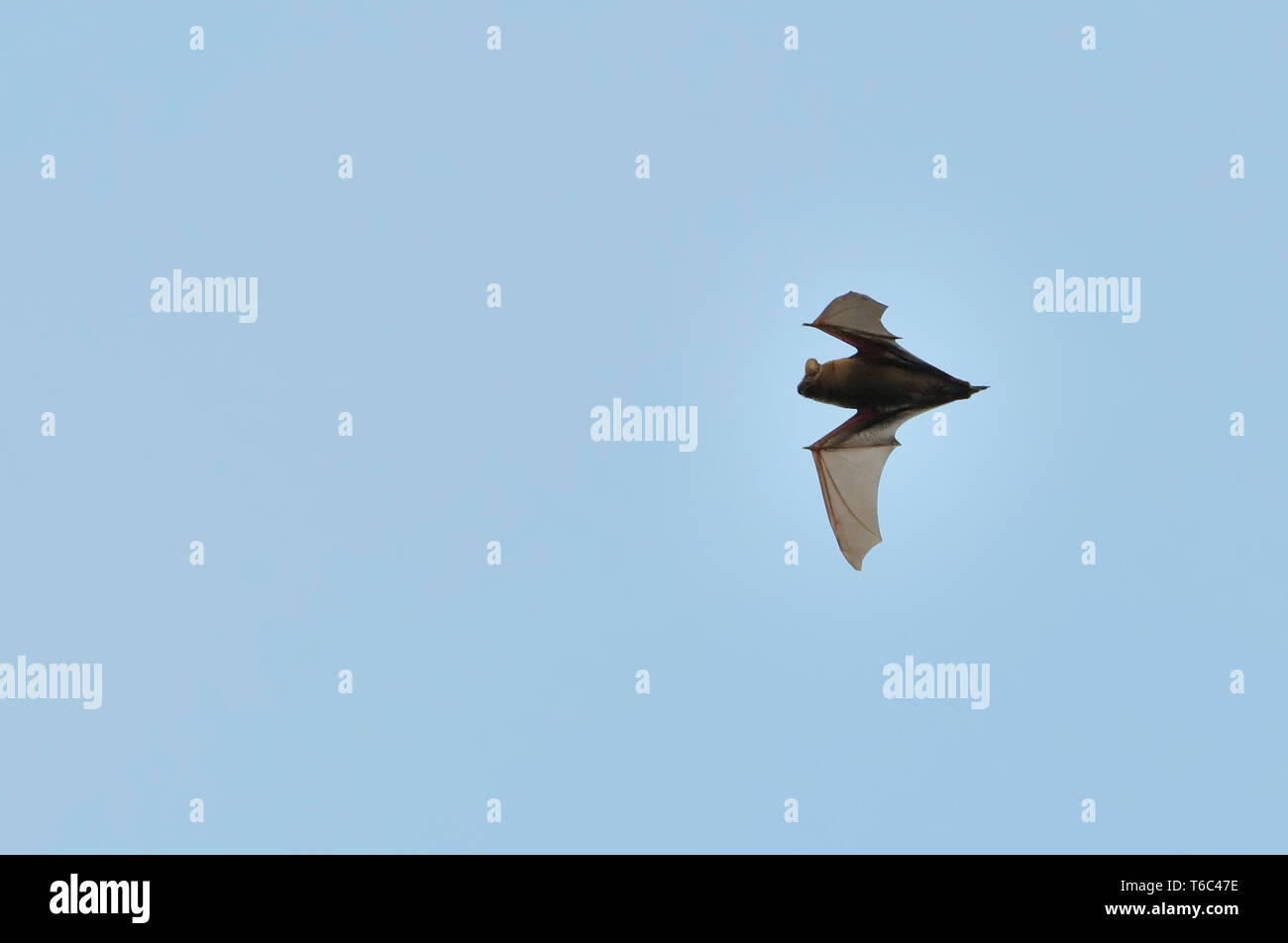 Common noctule nyctalus noctula Banque de photographies et d’images à ...
