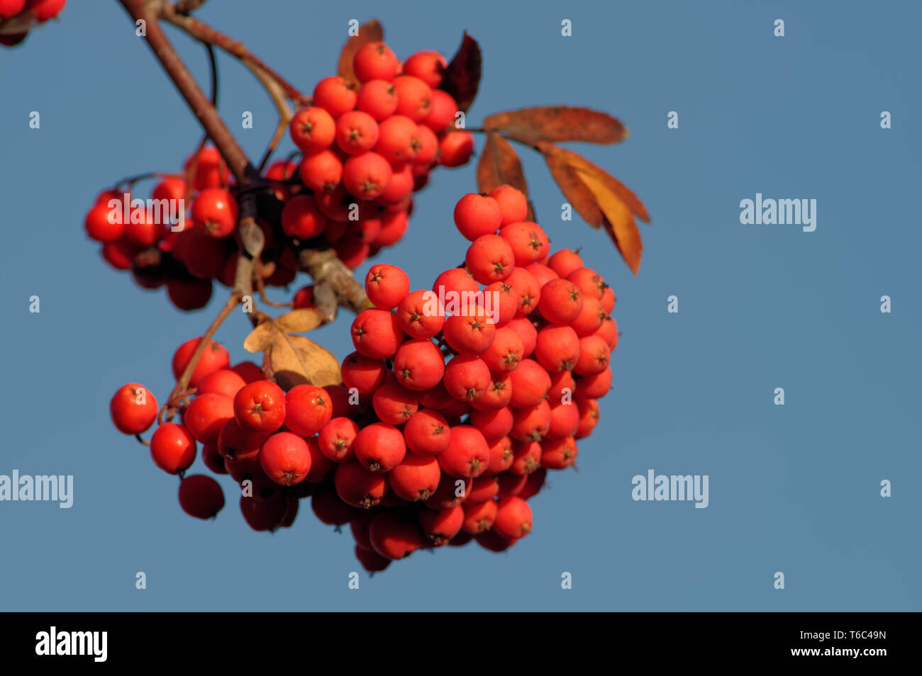Feuilles de sorbus aucuparia Banque de photographies et d’images à ...