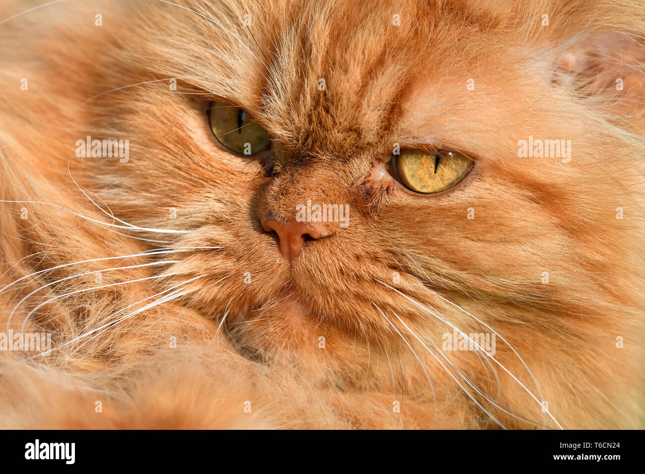 Shirazi cat Banque de photographies et d’images à haute résolution - Alamy