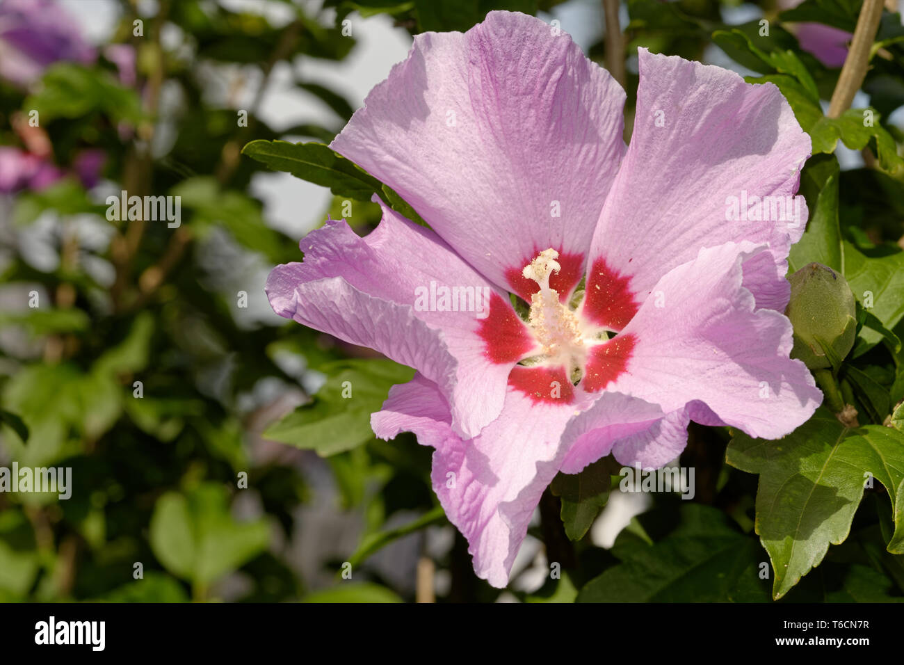 Hibiscus syriacus rose shrub althea Banque de photographies et d’images ...