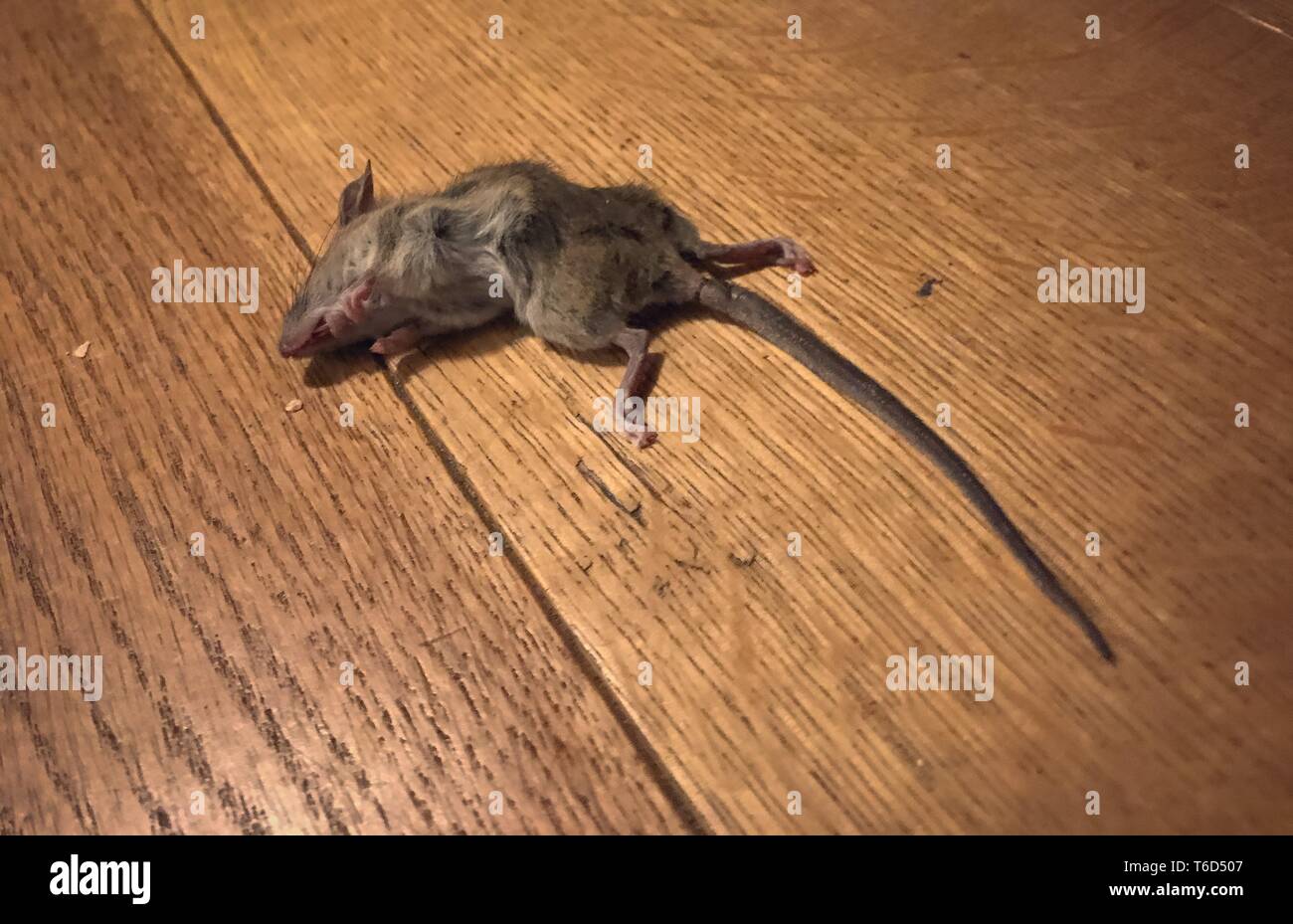 Souris en bois Banque de photographies et d’images à haute résolution ...