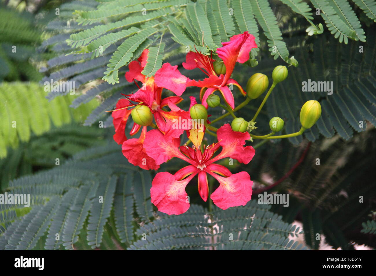 Arbre flamboyant royal poinciana Banque de photographies et d’images à ...
