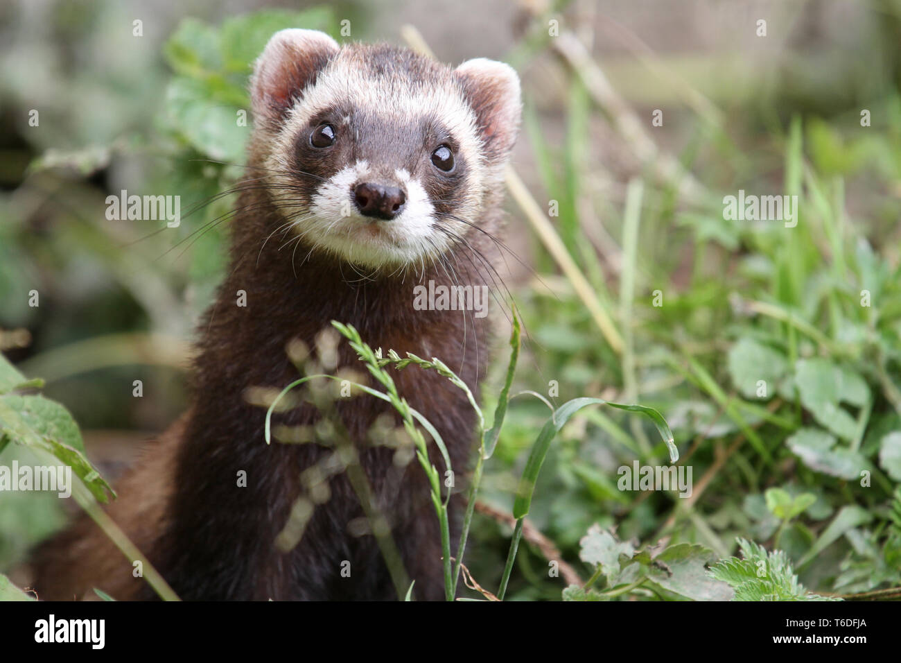 Putorius putorius Banque de photographies et d’images à haute ...