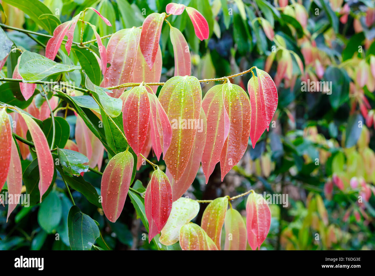 Cannellier arbre Banque de photographies et d’images à haute résolution ...