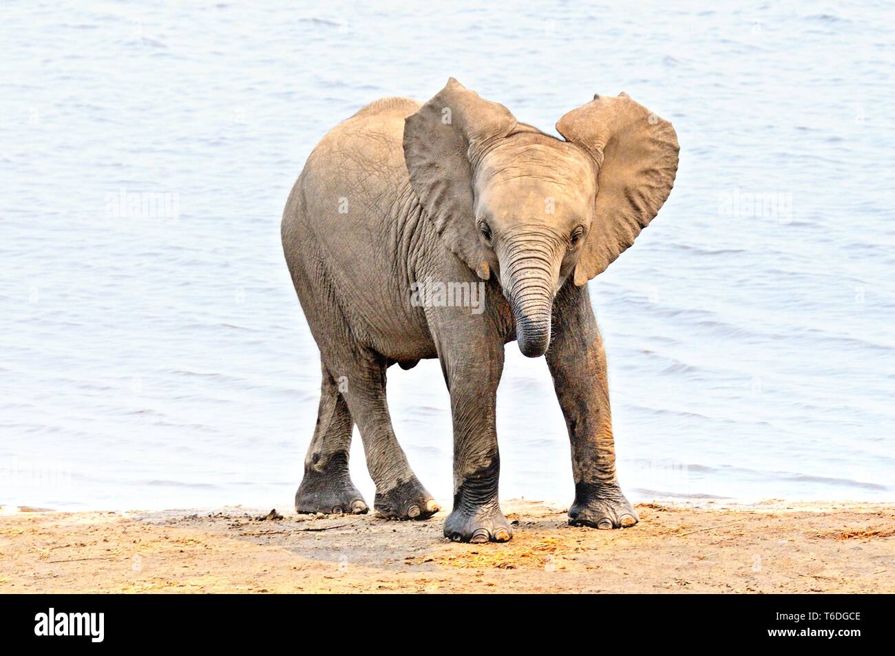 Petit éléphant Banque de photographies et d’images à haute résolution ...