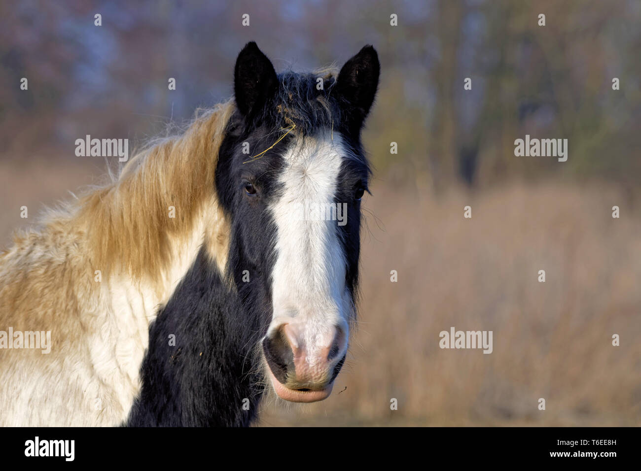 Irish cob Banque de photographies et d’images à haute résolution - Alamy