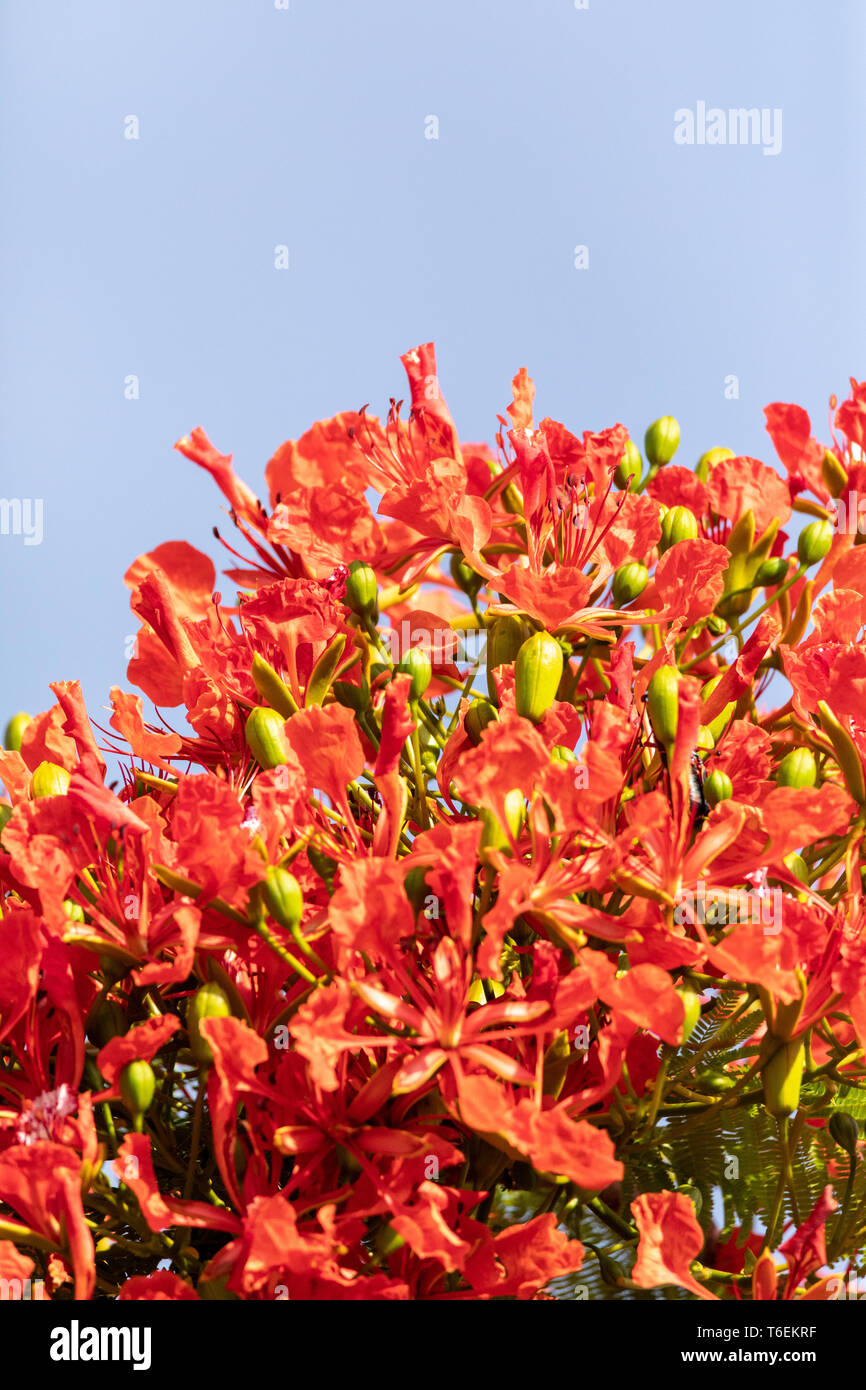 Arbre de poinciana Banque de photographies et d’images à haute ...