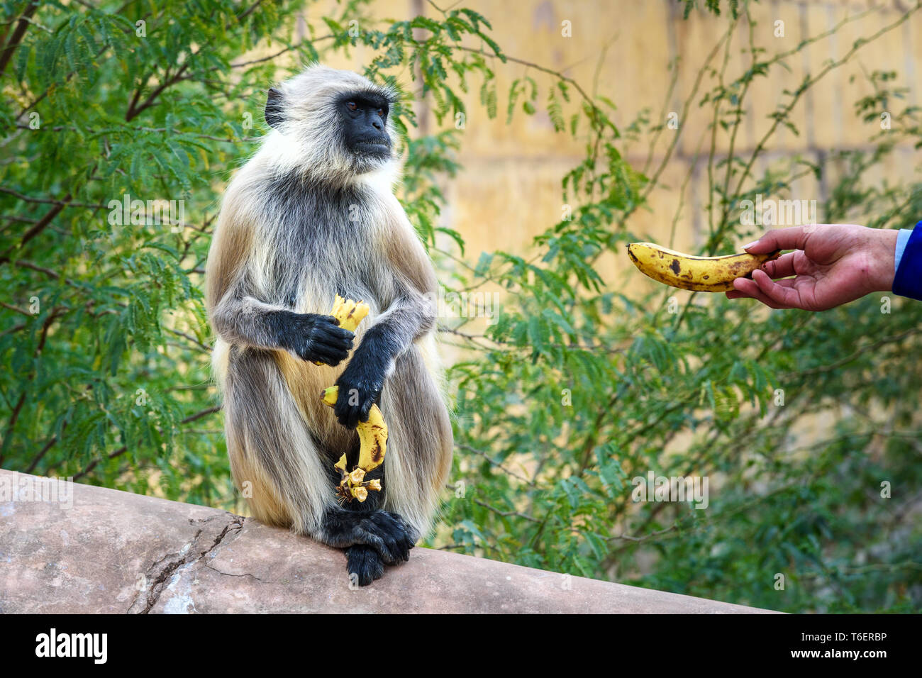 Singe mangeant des bananes Banque de photographies et d’images à haute ...