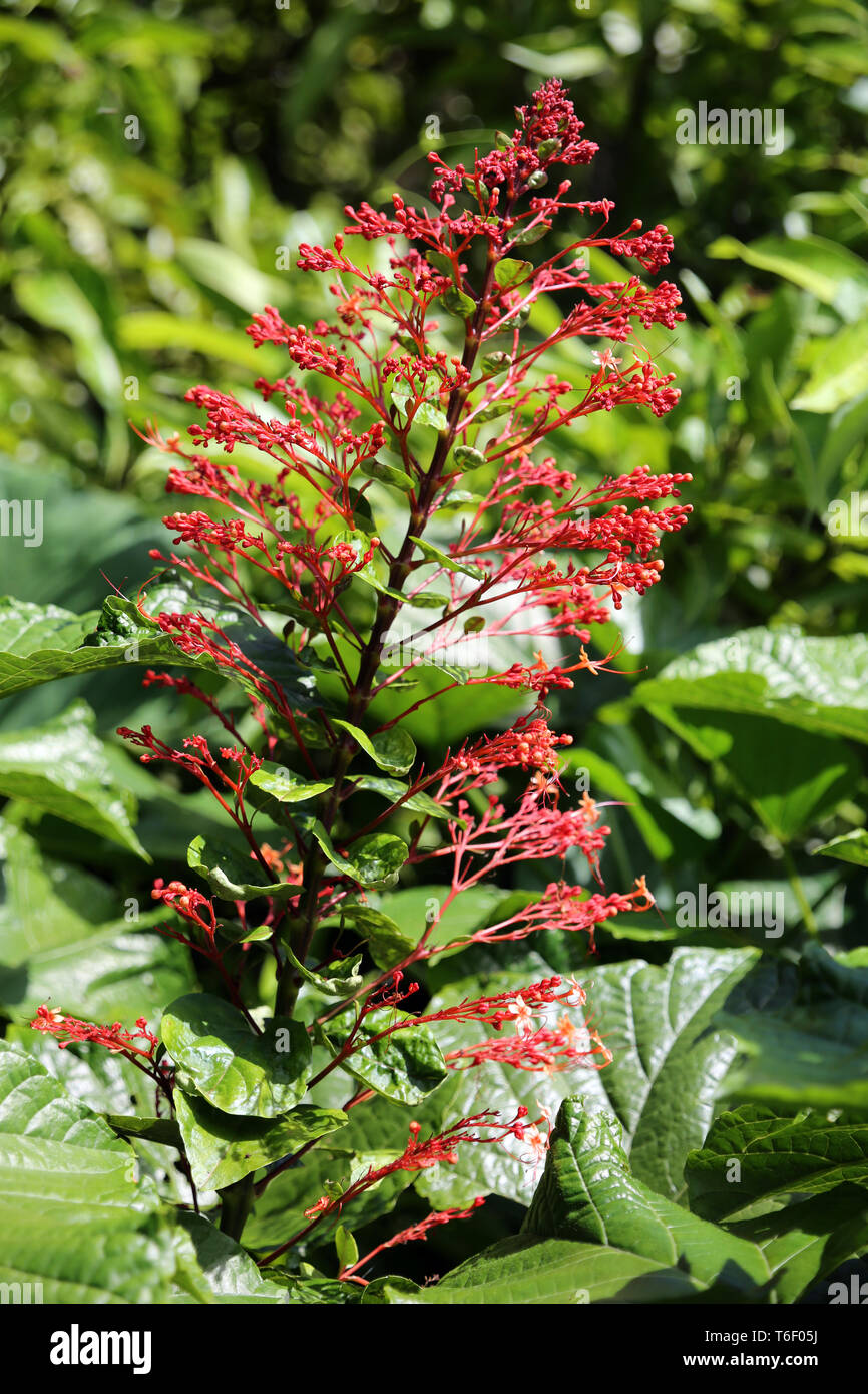 Mussaenda sauvage Banque de photographies et d’images à haute ...