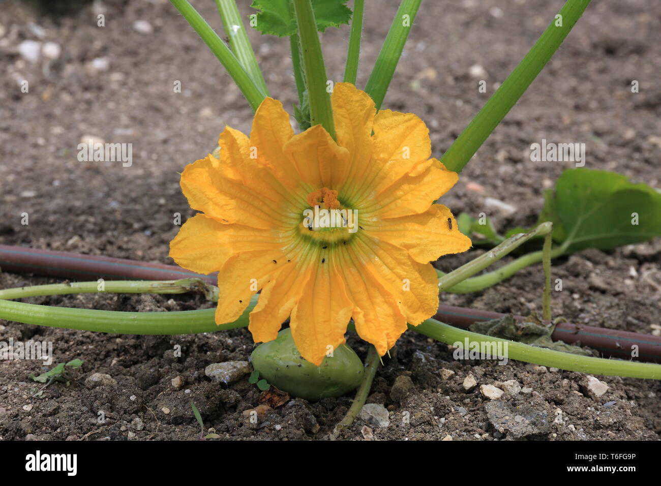 Plante de citrouille Banque de photographies et d’images à haute ...