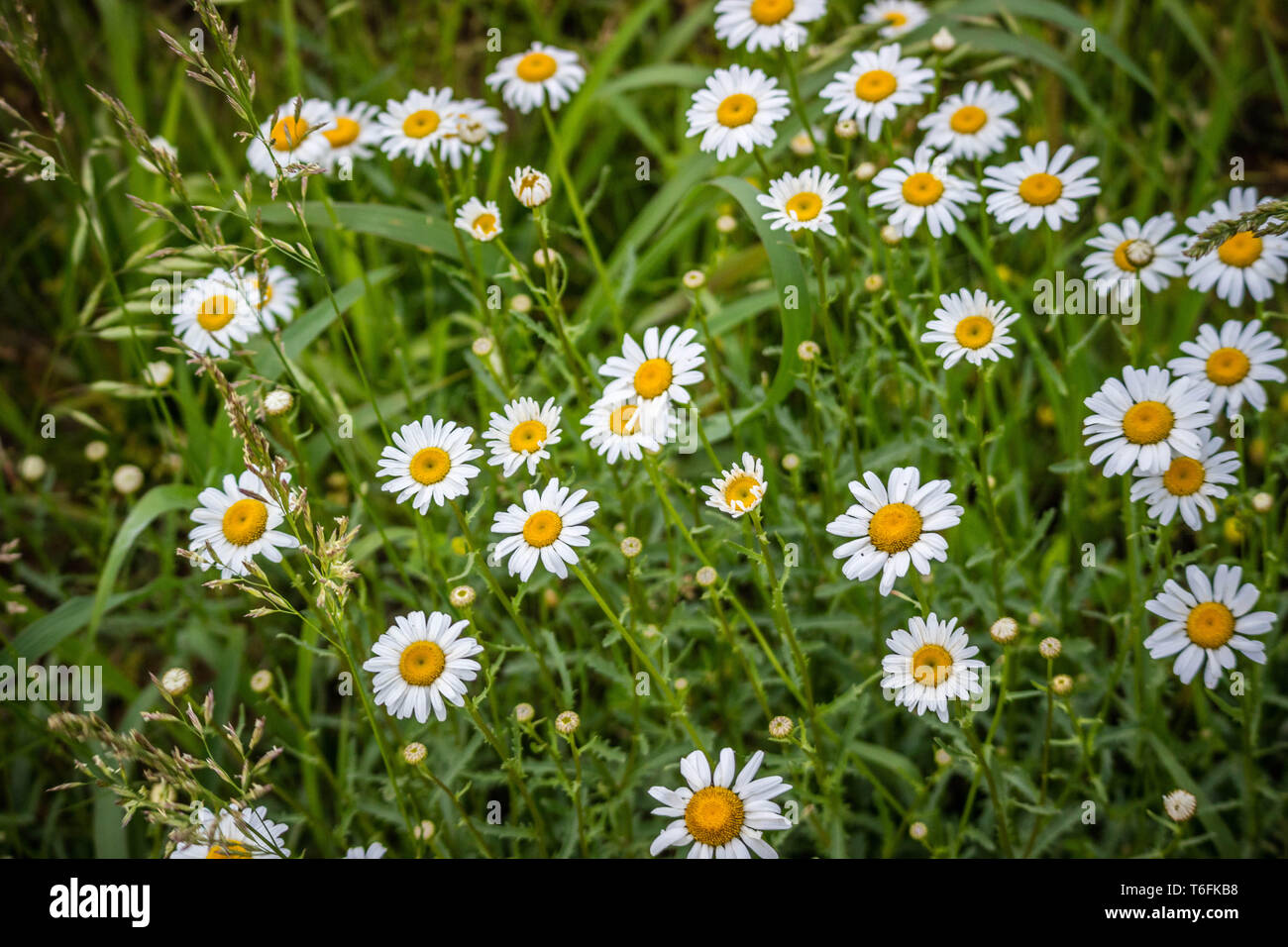 Marguerite en feuilles Banque de photographies et d’images à haute ...