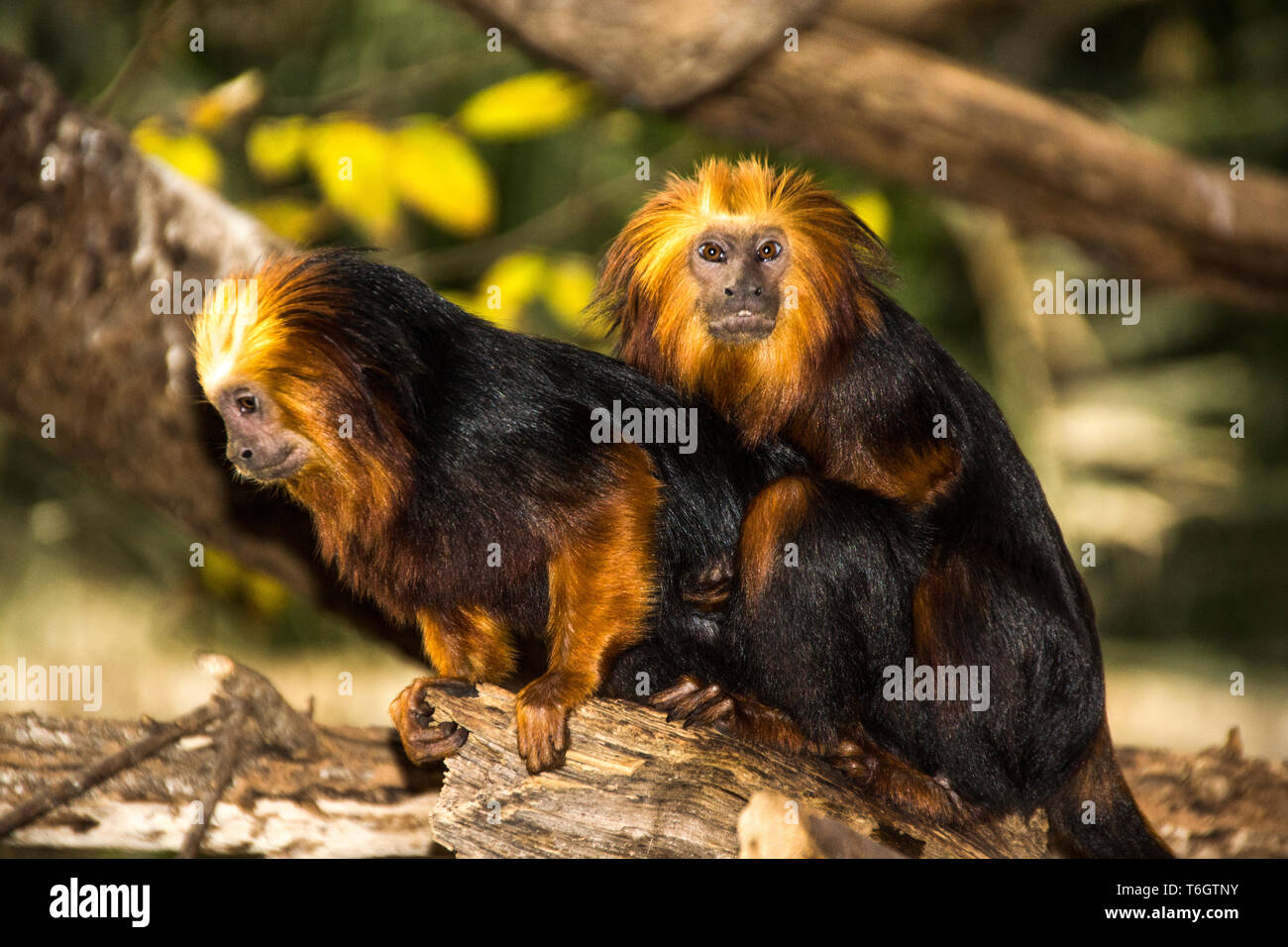 L'accouplement des singes Banque de photographies et d’images à haute ...