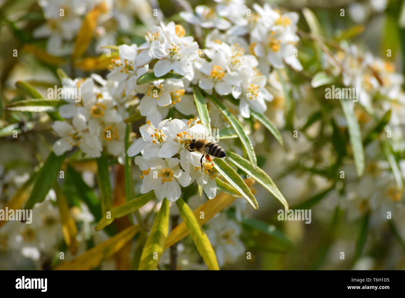 Mexican orange aztec pearl Banque de photographies et d’images à haute ...